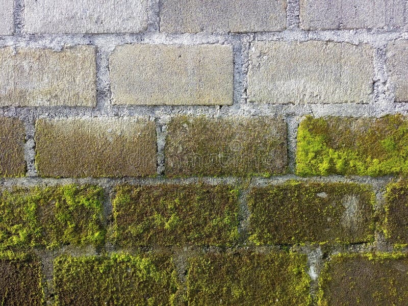 Brick Wall with Moss Growing Texture of Old Stone Wall Covered Green ...