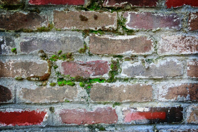Brick wall with moss stock image. Image of brick, mortar - 174314385