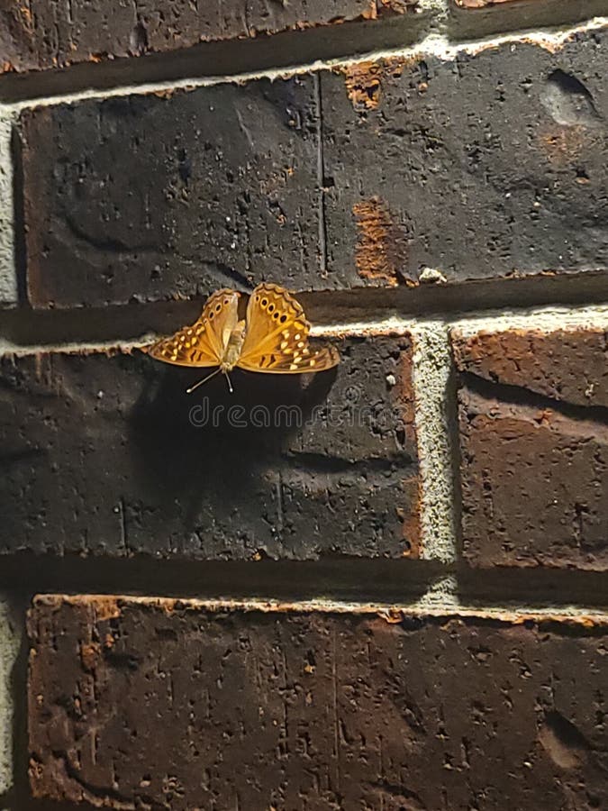 Wall Moth Larvae, Found Crawling Up Walls or Clothing, Inside a Small ...