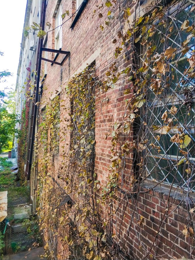 Brick Wall of an Old Building Overgrown with Ivy Stock Image - Image of ...