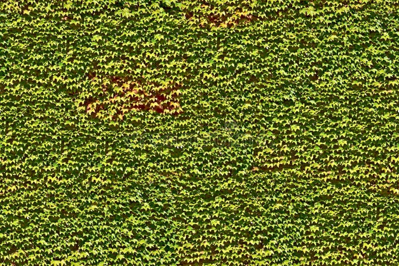 Climbing fig seamless leaf stock photo. Image of climbing - 223879120