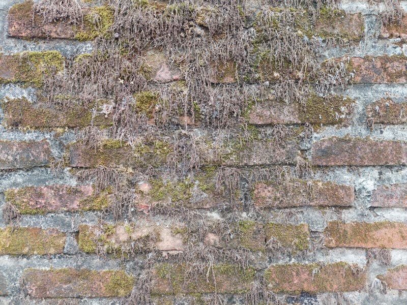 A Brick Wall Overgrown with Dead Moss Stock Photo - Image of grave ...