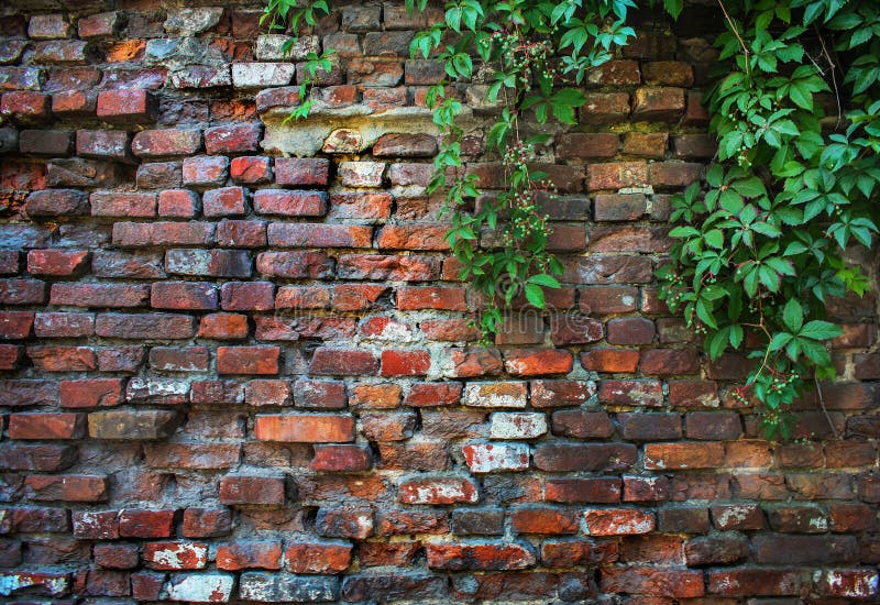 Brick Wall Overgrown we Flatten Stock Photo - Image of outdoors ...