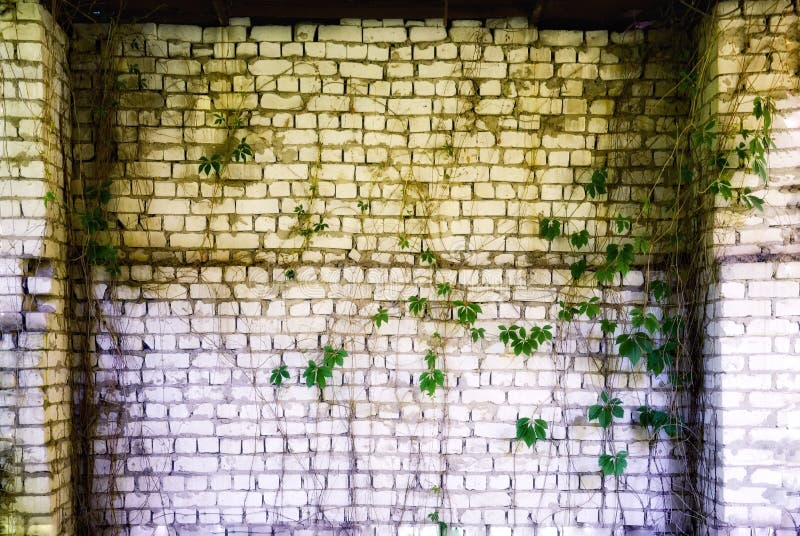 Brick Wall with Overgrown Ivy Stock Image - Image of summer, stone ...