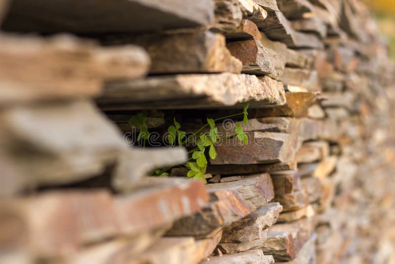 Brick Wall with Plants Inside Stock Image - Image of plants, plenty ...