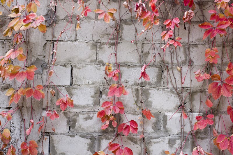 Brick wall with red leaves stock photo. Image of wallpaper - 102282938