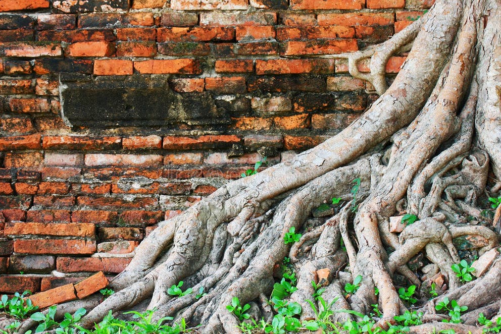 Brick wall with Roots stock image. Image of asian, brick - 25727899