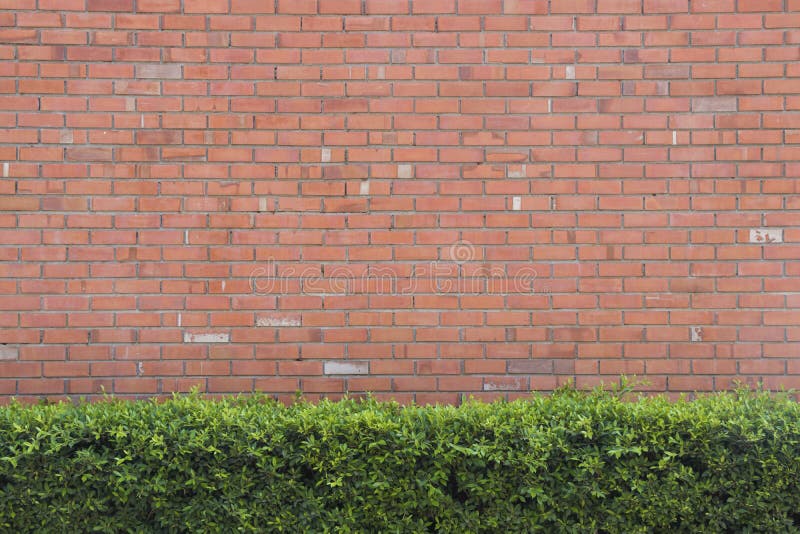 Brick Wall Texture Background with Green Bush Stock Image - Image of ...