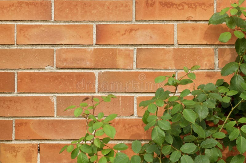 Brick Wall Texture with Rose Bush Stock Photo - Image of rose, cement ...