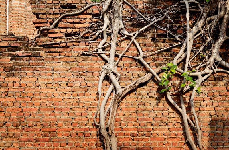 Brick Wall Texture and Tree Stock Image - Image of asian, background ...