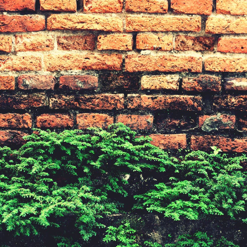Brick wall and tree. stock photo. Image of block, tree - 43082316