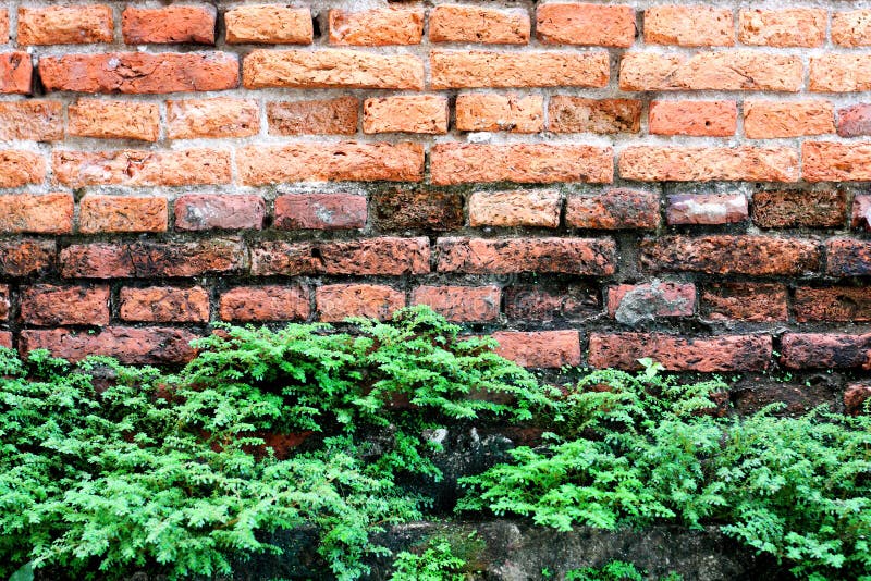 Brick wall and tree. stock photo. Image of block, outdoor - 43082338