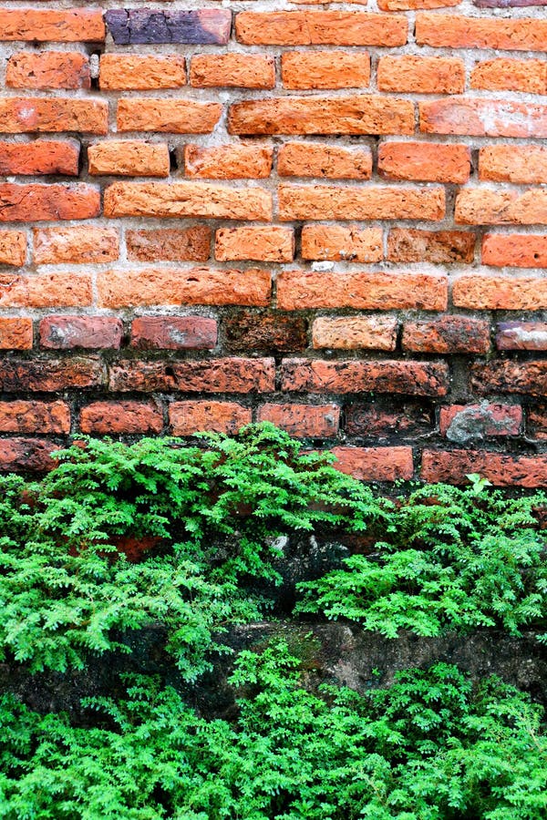 Brick wall and tree. stock photo. Image of block, tree - 43082316