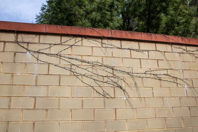 Brick Wall with Trees in the Background Stock Image - Image of branches ...