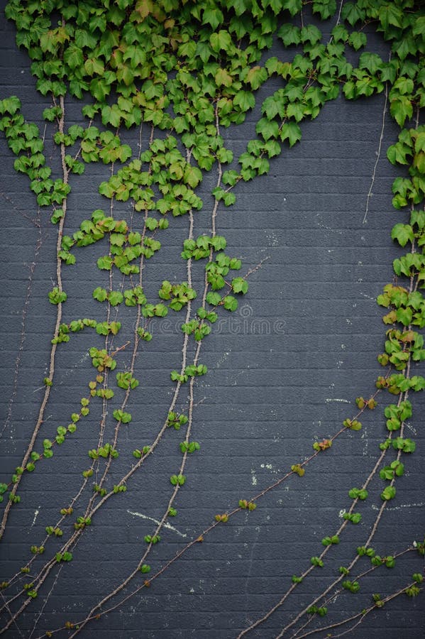 Brick Wall with Vine Branches Background Stock Photo - Image of flower ...