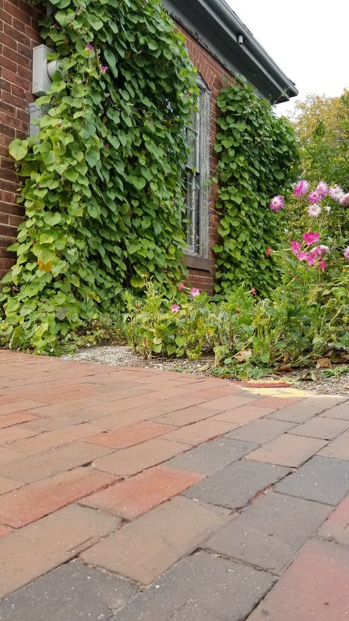 A brick wall with vines stock image. Image of walkway - 196871613