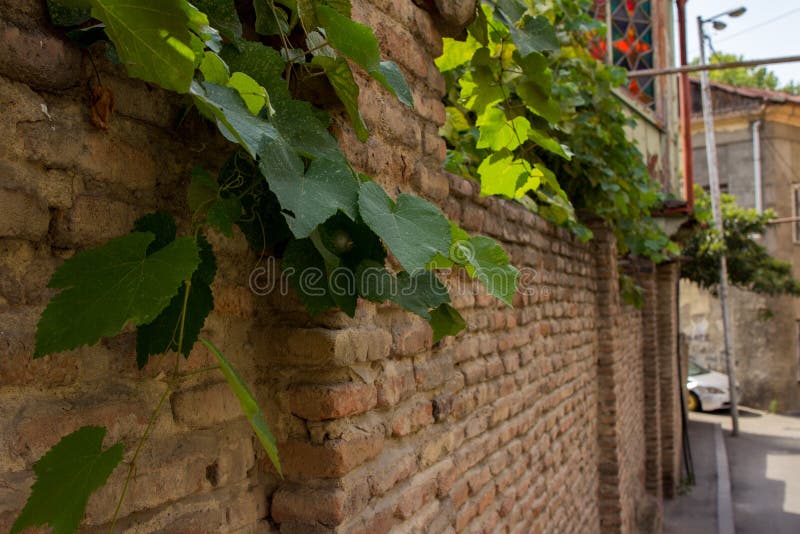 Brick Wall with Vines in the Old Town Stock Image - Image of urban ...
