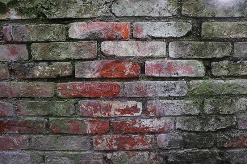 The Brick Wall Was Overgrown with Moss. the Texture of an Old Brick ...