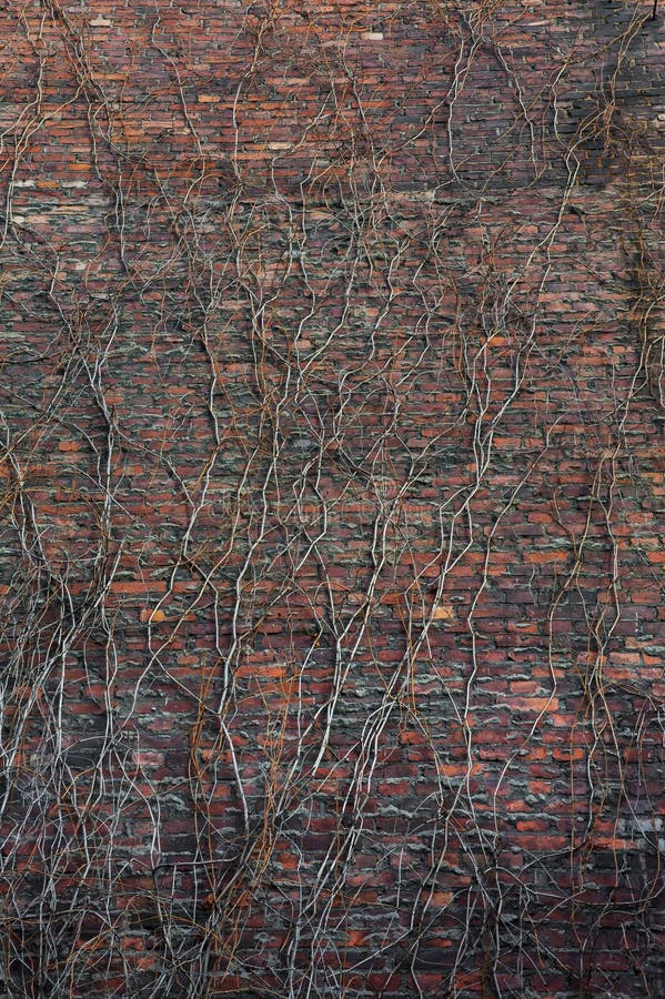 Brick wall and wild grapes stock photo. Image of green - 69669194