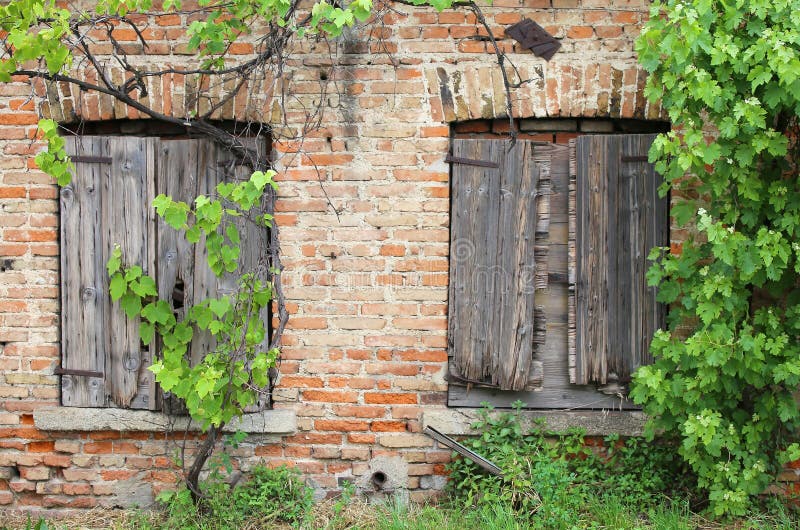 Window of the Old Brick House and a Vine Branch Vineyard Stock Photo ...