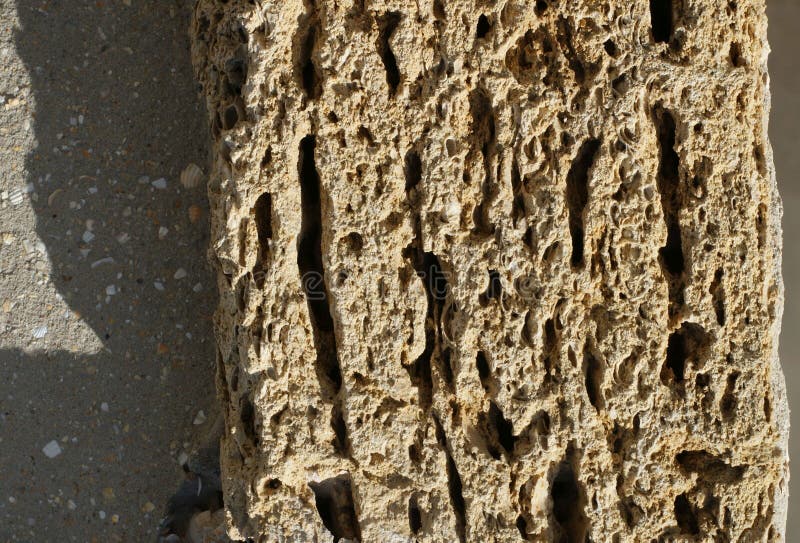 Shellstone Texture Stock Photos - Free & Royalty-Free Stock Photos from ...