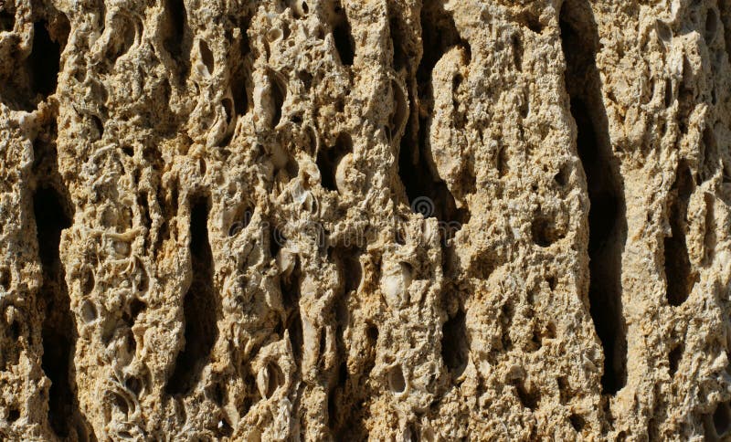 Brick Wall of Yellow Shell Rock. Closeup of Shellstone Texture Stock ...