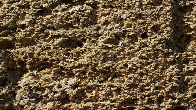 Brick Wall of Yellow Shell Rock. Closeup of Shellstone Texture Stock ...