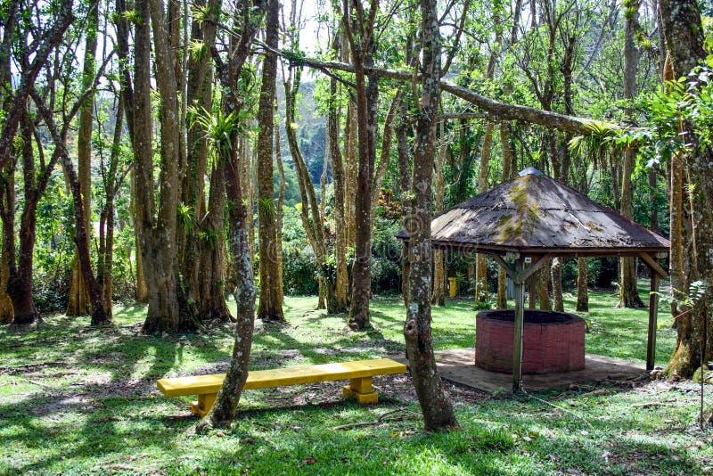 Brick Well in the Middle of a Tropical Trees Stock Photo - Image of ...