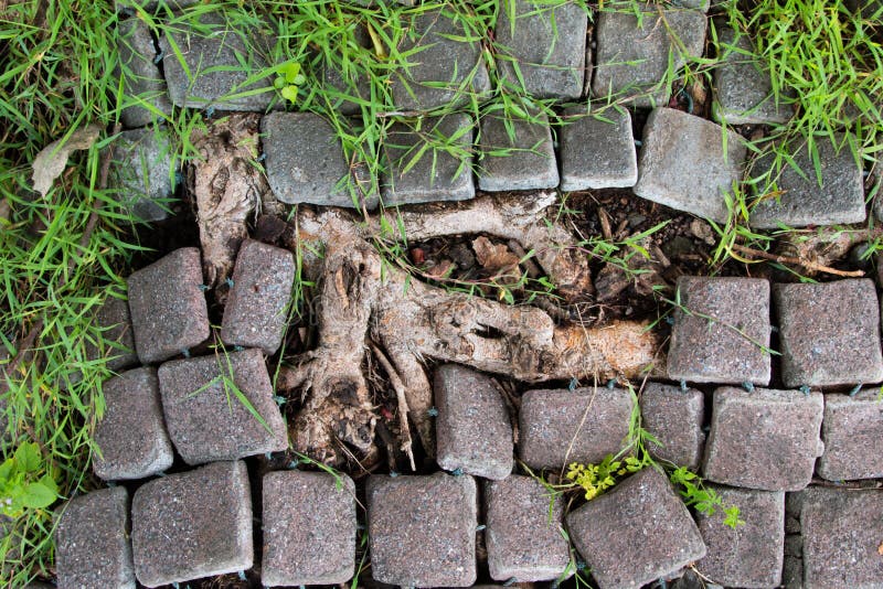 Brick Worm or Bricklaying Worm on the Walkway Stock Image - Image of ...
