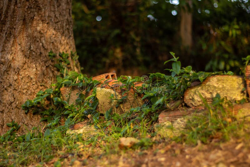 Bricks Alone in the Woods with Moss Stock Photo - Image of dilapidation ...