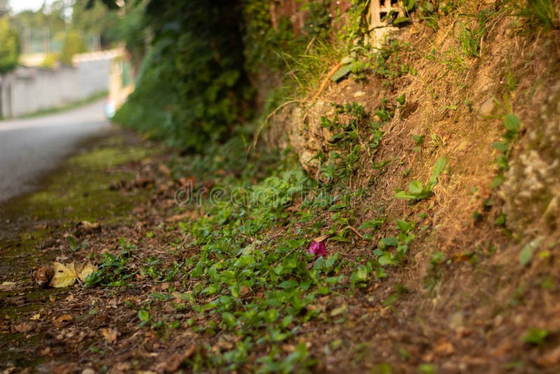 Bricks Alone in the Woods with Moss Stock Image - Image of dark ...