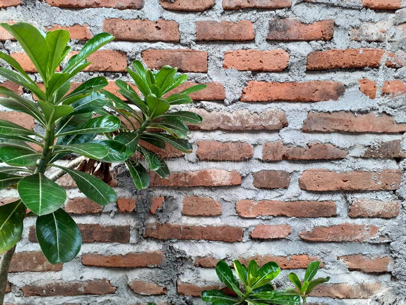 Bricks Background Texture with Plants and the Leaves Stock Image ...