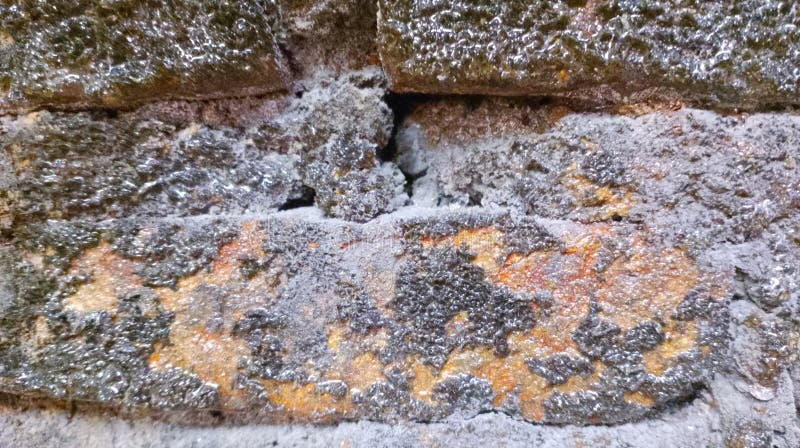 The Bricks are Overgrown with Moss Stock Image - Image of nature ...