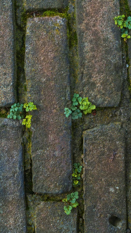 Bricks and brickwork walls stock photo. Image of copy - 160356060