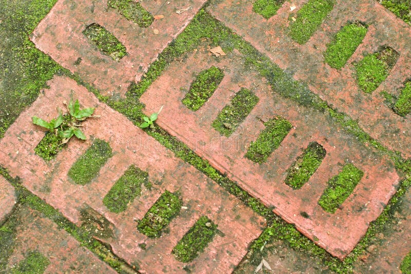 Frame stock photo. Image of vegetation, square, algae, rock - 880580