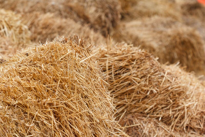 Bricks of fresh hay stock image. Image of season, briquette - 90270933