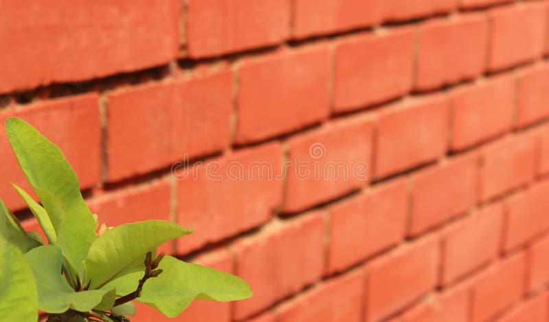 Bricks with leaves texture stock photo. Image of background - 63043244