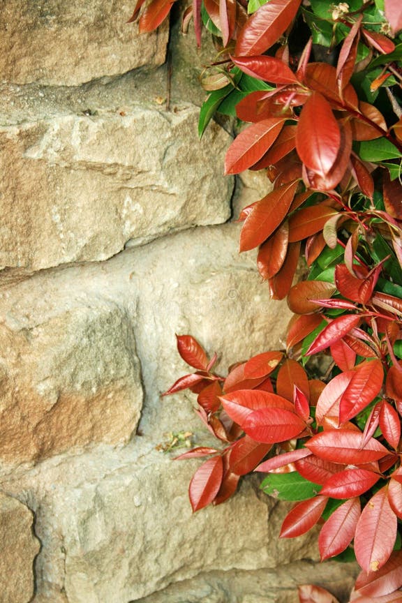 Bricks and spring leaves stock image. Image of leaves - 3388269