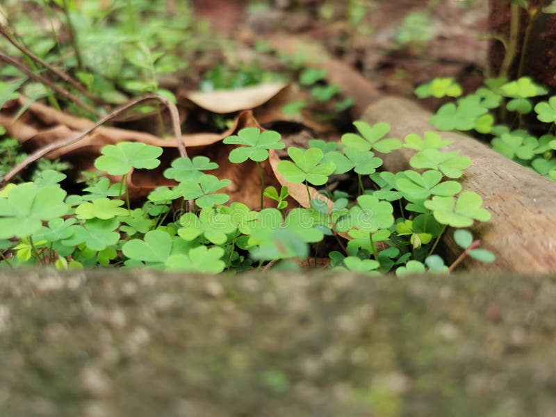 Green Gross Very Beautiful Its Amazing Stock Photo - Image of beautiful ...
