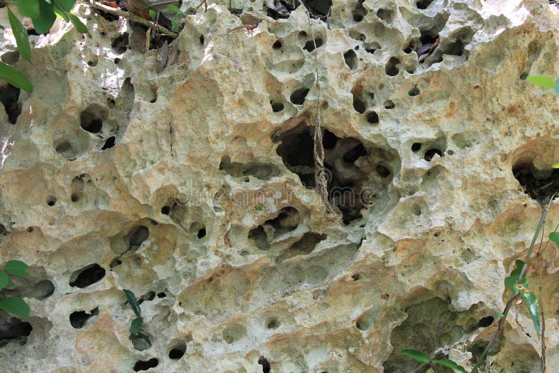 Shell Stone Texture. Background Shell Rock Stock Photo - Image of ...