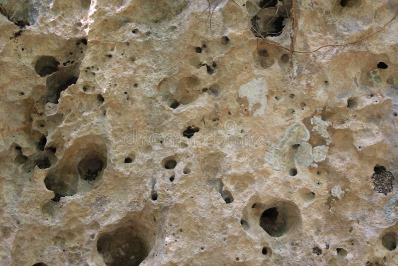 Shell Stone Texture. Background Shell Rock Stock Image - Image of gray ...