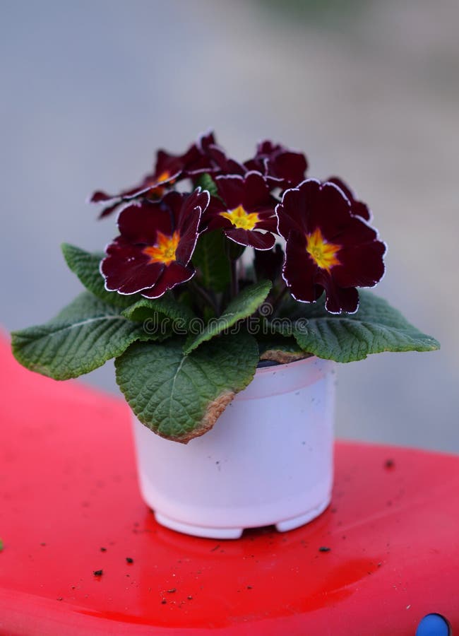 Brico DepotFloare Primula Acaulis Stock Image - Image of acaulis, brico ...