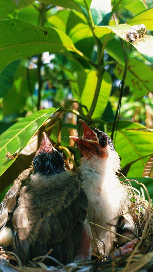 Brid baby stock image. Image of animal, kutilang, cute - 279089145