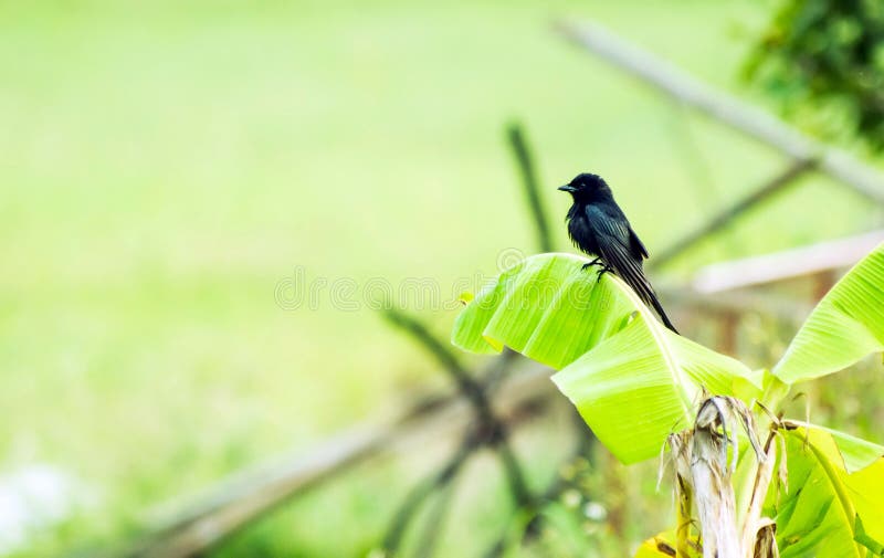 Brid stock image. Image of wild, wings, tree, wildlife - 154308427