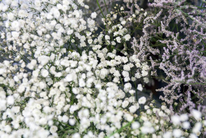 Bridal Cloud or White Cloud Flower Stock Image - Image of flora, market ...