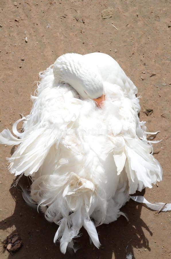 Bridal looking goose stock photo. Image of bill, goose - 23830700