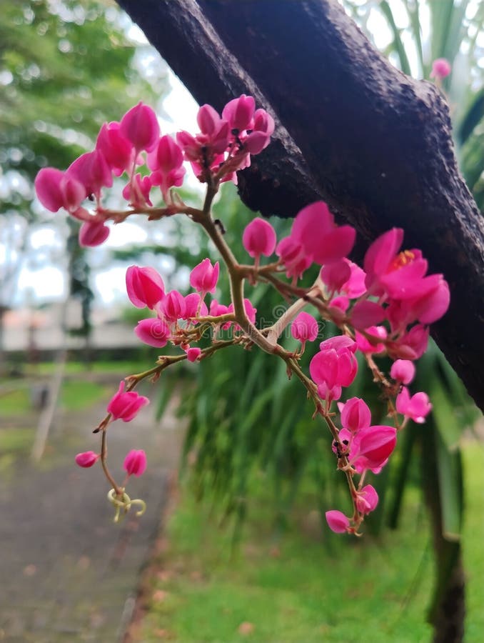 Bridal tears flower stock photo. Image of shrub, antigonon - 303674528