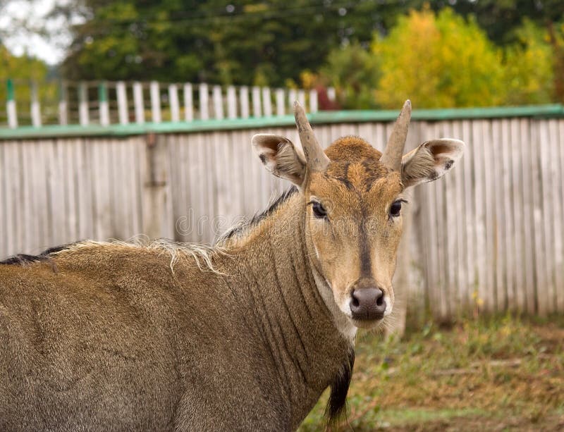 Bride antelope stock photo. Image of listen, eland, brown - 11170040