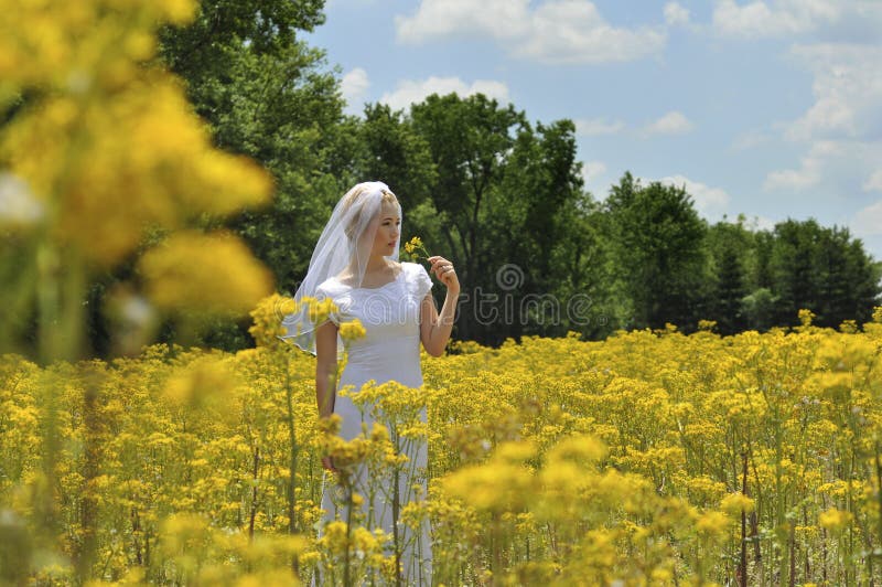 Bride in a flowers field stock image. Image of spring - 11751957