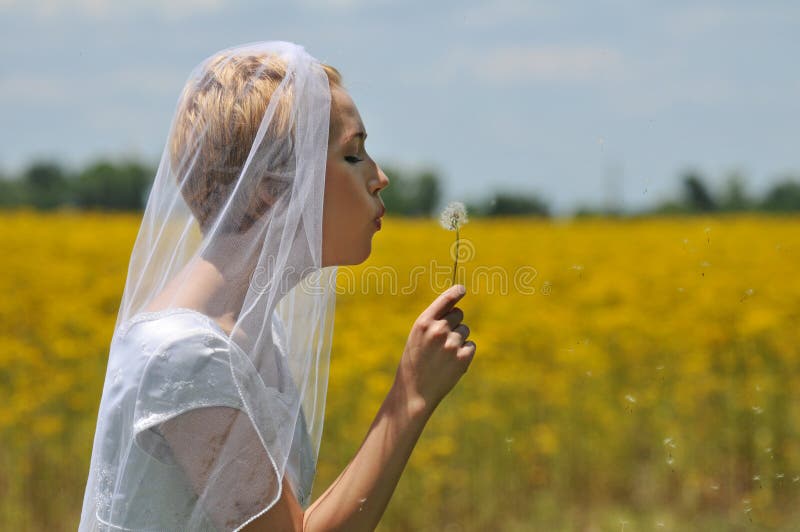 Bride in a flowers field stock photo. Image of outdoors - 11752020